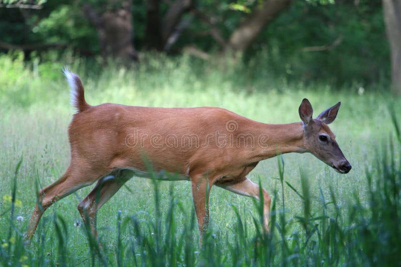 De Jonge Bok Van De Herten Van De Wit-staart Stock Foto - Image of ...
