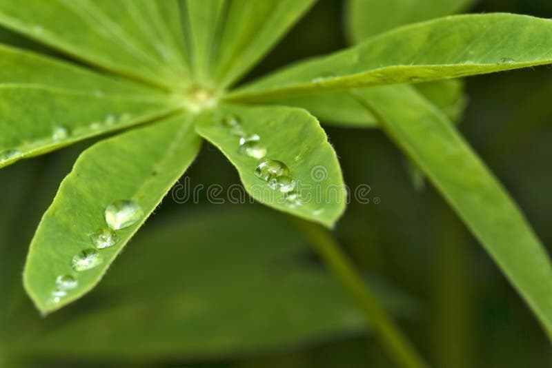 De dauw van de ochtend stock foto. Image of dauw, ochtend - 10568744