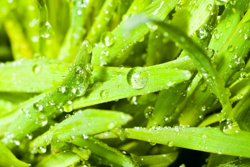 De dauw van de ochtend stock afbeelding. Image of weide - 10073691