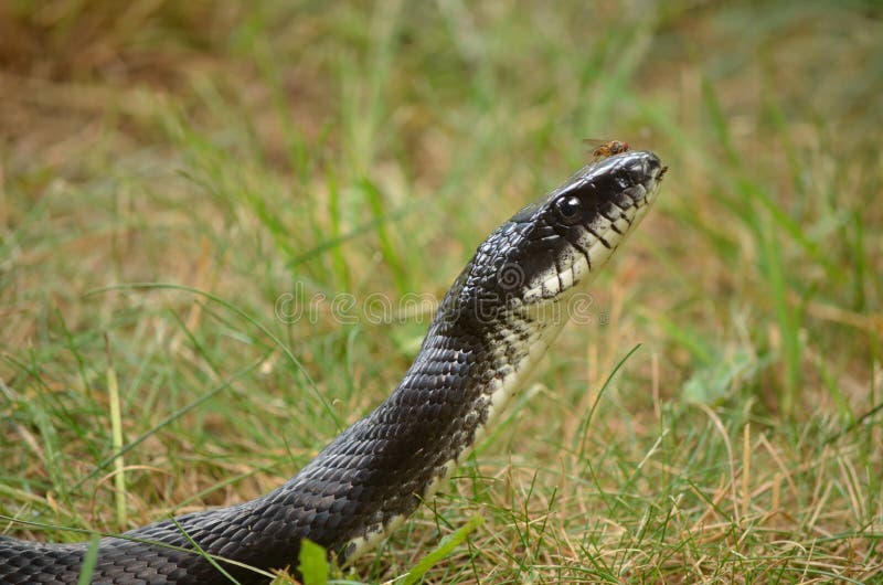 De De Zwarte Slang En Vrienden Van De Rat Stock Foto - Image of werf ...