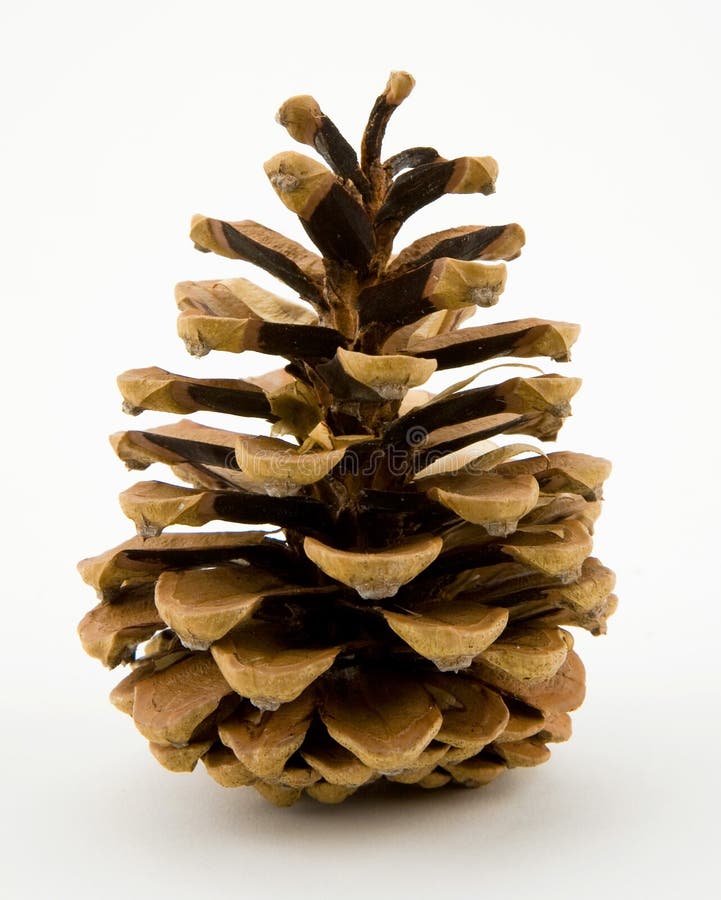 De Denneappel Van De Naaldboom Stock Foto - Afbeelding bestaande uit ...