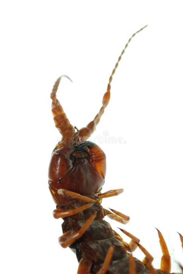 De Dierlijke Duizendpoot Van Het Vergift Stock Afbeelding - Image of ...