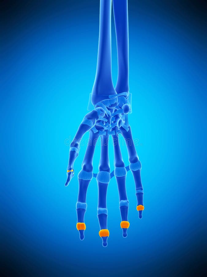 Het distale falanx stock illustratie. Illustration of skelet - 101265769