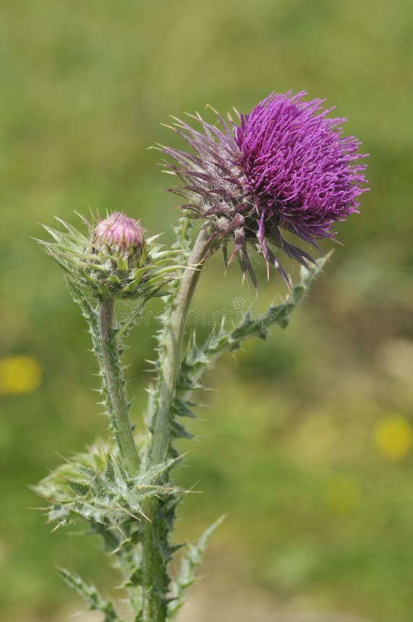 De Distel Van De Muskus - Carduus Nutans Stock Afbeelding - Image of ...
