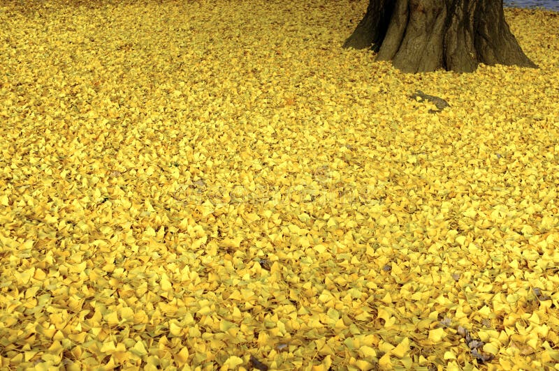 De Dode Bladeren Van Ginkgo Stock Foto - Image of clusters, gouden ...