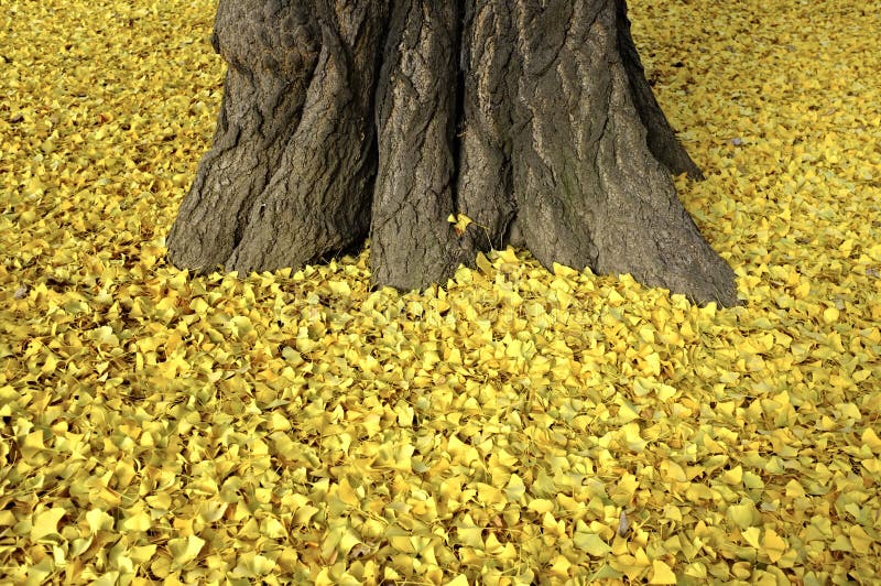 De Dode Bladeren Van Ginkgo Stock Foto - Image of achtergronden ...