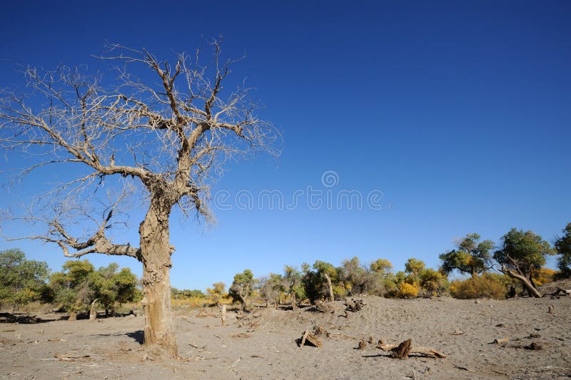 De Dode Boom Van Populuseuphratica Stock Foto - Image of bederf, gebrek ...