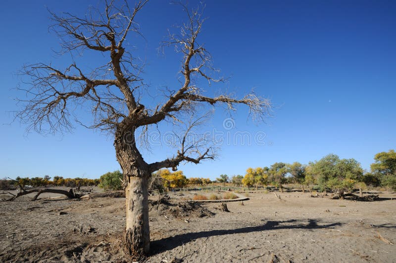De Dode Boom Van Populuseuphratica Stock Foto - Image of troosteloos ...