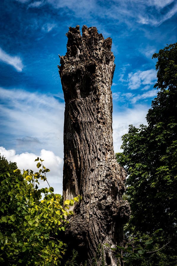 De Dode Boomstam Van De Boom Stock Afbeelding - Image of boom, status ...