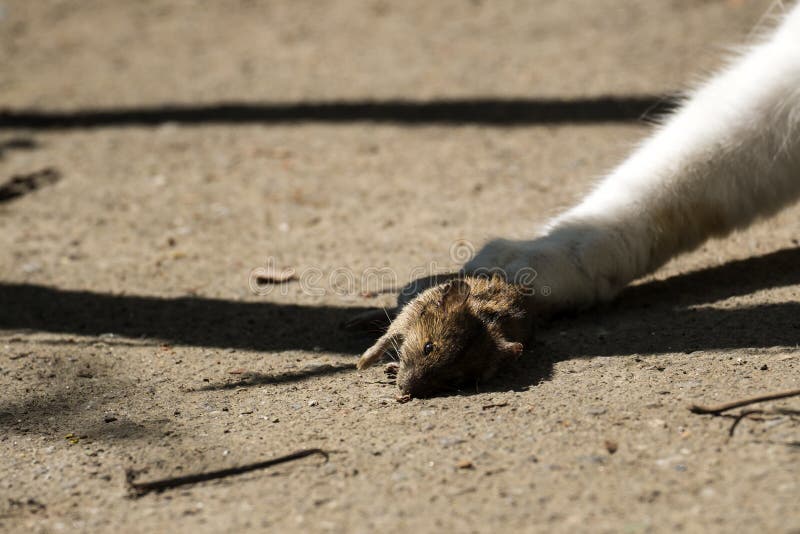 De Dode Rat Ligt in Het Water Stock Foto - Image of onder, ongedierte ...
