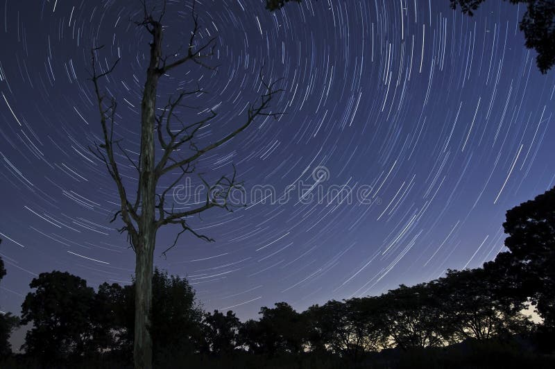 Sterren van de Dode Boom stock afbeelding. Image of slepen - 23420983