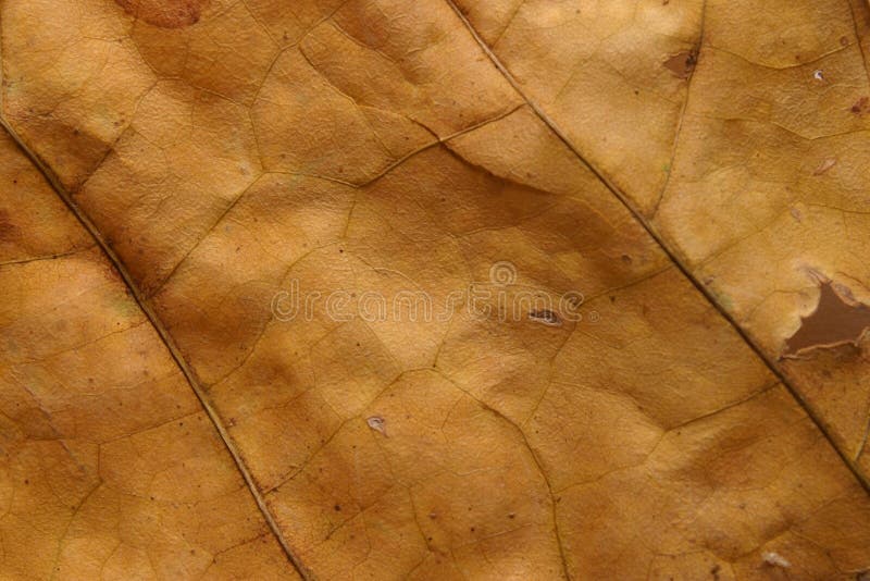 De Dode Textuur Van Het Blad Stock Foto - Image of textuur, naughty: 12692
