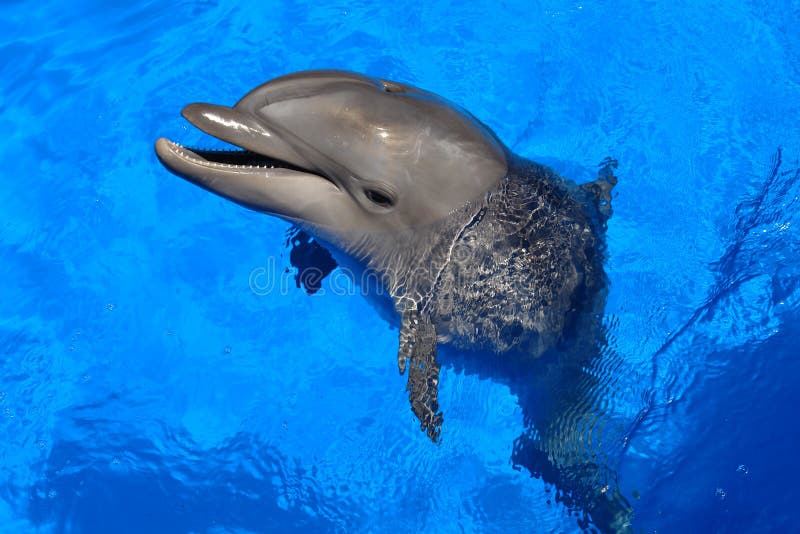 De Dolfijn Van De Zwarte Zee Stock Foto - Image of dolfijn, geopend ...
