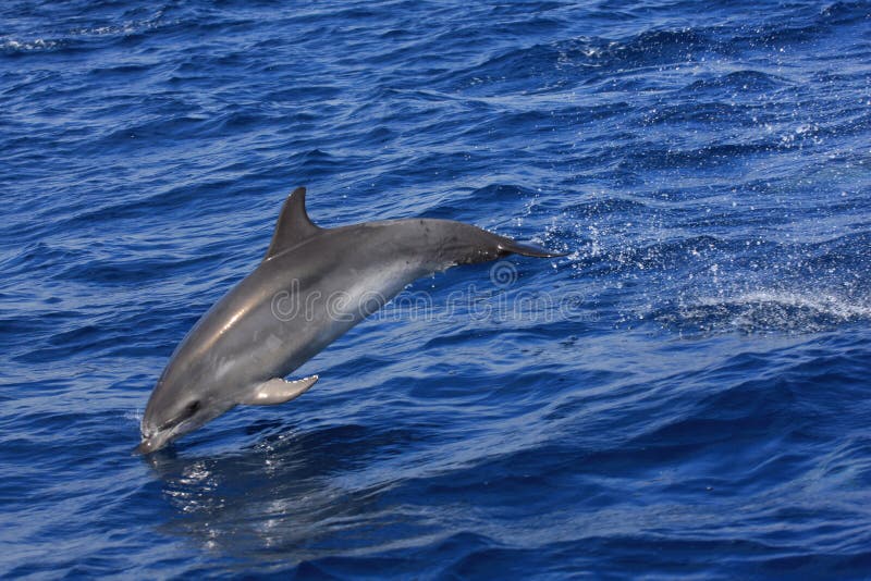 De Dolfijn van Spoted stock afbeelding. Image of azoren - 20152017