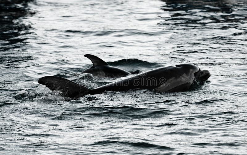 De Dolfijnen Van De Moeder En Van De Baby Stock Afbeelding - Image of ...