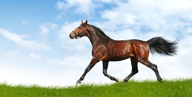 De draf van het paard stock foto. Image of zomer, blauw - 3858046