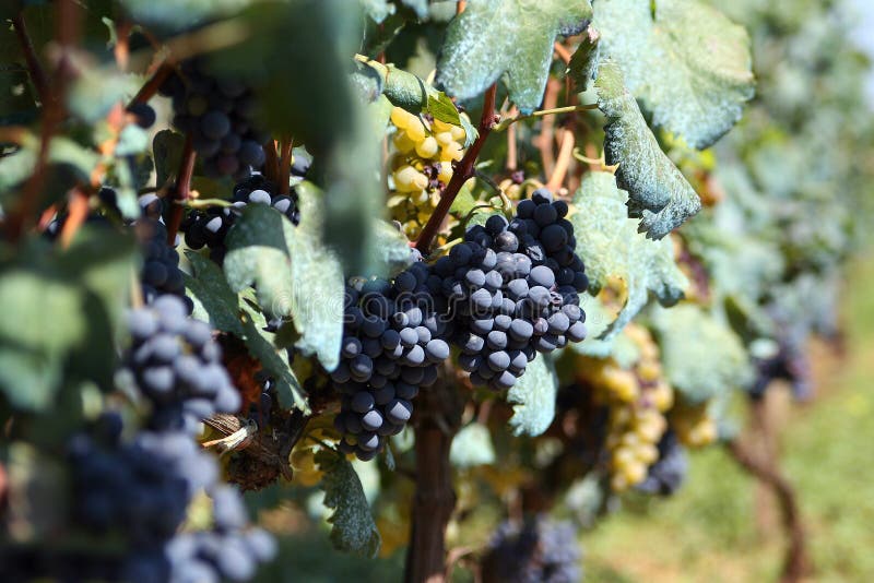 De druif stock foto. Image of purper, oogst, tros, heerlijk - 985590