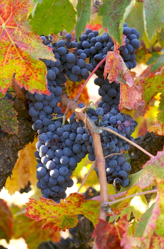 Rode Wijn Druiven stock foto. Image of rood, druiven, wijnstok - 1496478