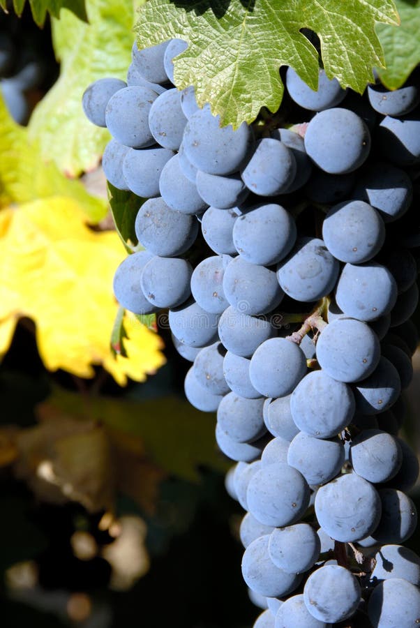 De Druiven Van De Rode Wijn Stock Afbeelding - Image of bessen, oogst ...