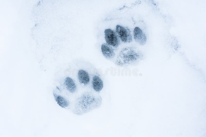 De Drukken Van De Kattenpoot in Verse Sneeuw Stock Afbeelding - Image ...