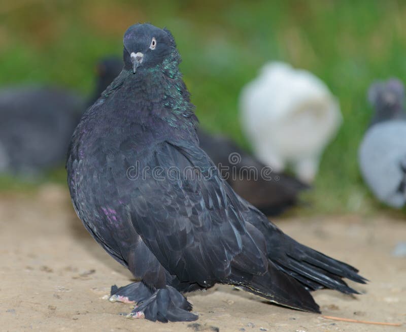 De duif stock foto. Image of godsdienstig, nave, uitgespreid - 25945648