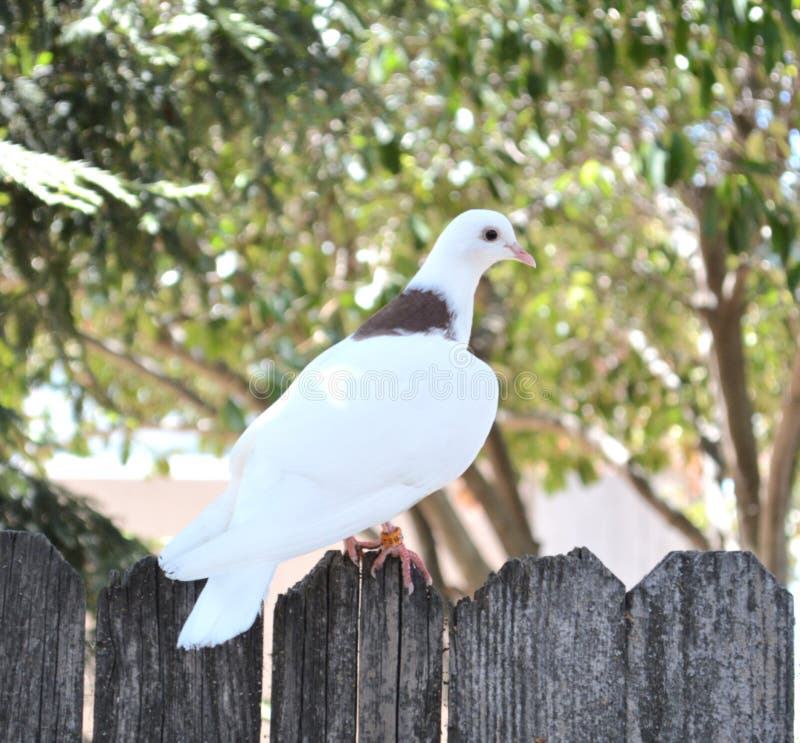 De duif stock afbeelding. Image of mooi, volledig, vind - 62660567