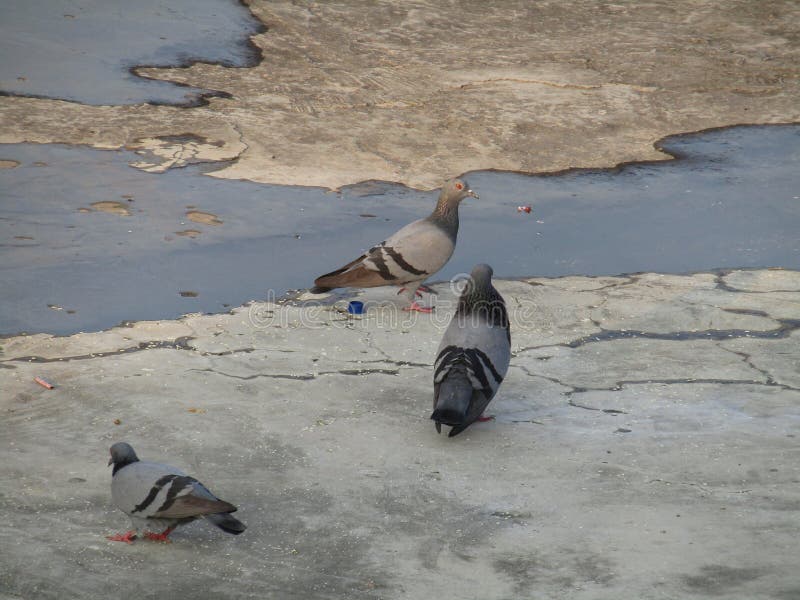 De Duif of Rotsduif of Rotsduif of Columba Livia-vogel in India Stock ...