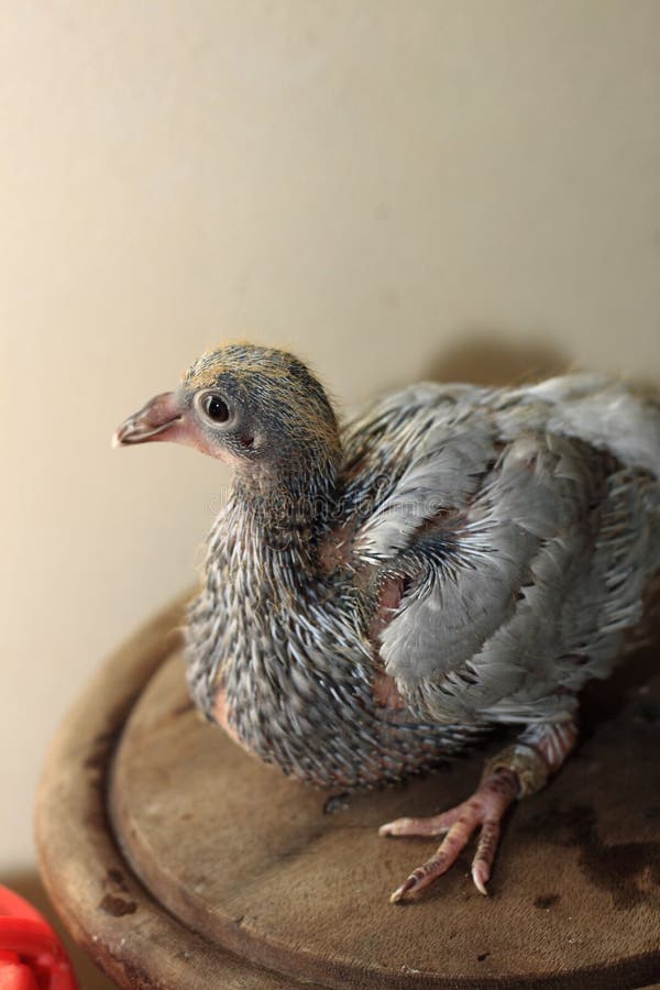 Jonge duif stock afbeelding. Image of sluit, genesteld - 14530685