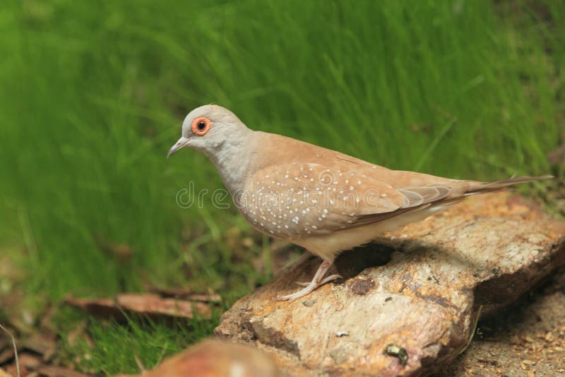 De Diamantduif (Geopelia-cuneata) Slaapt Bijna Stock Foto - Image of ...