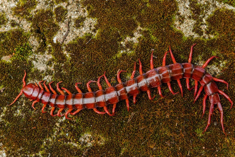 De duizendpoot stock foto. Image of gevaarlijk, vrees - 34601622