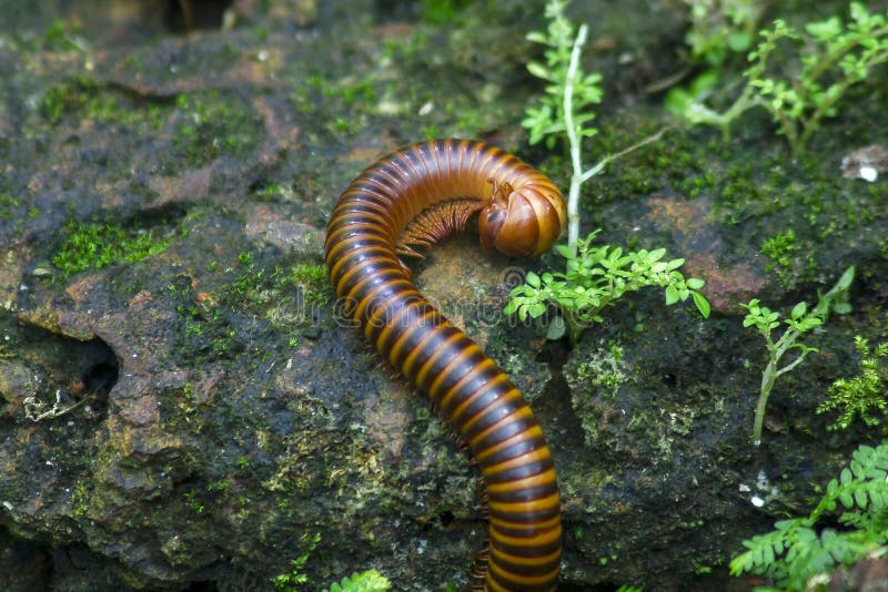 Reuze Zwarte Duizendpoot In Tropisch Regenwoud Van Thailand Stock ...