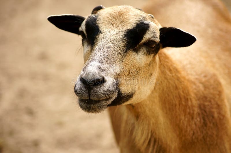 De Dwerg Blackbelly Schapen Van Kameroen Stock Afbeelding - Image of ...