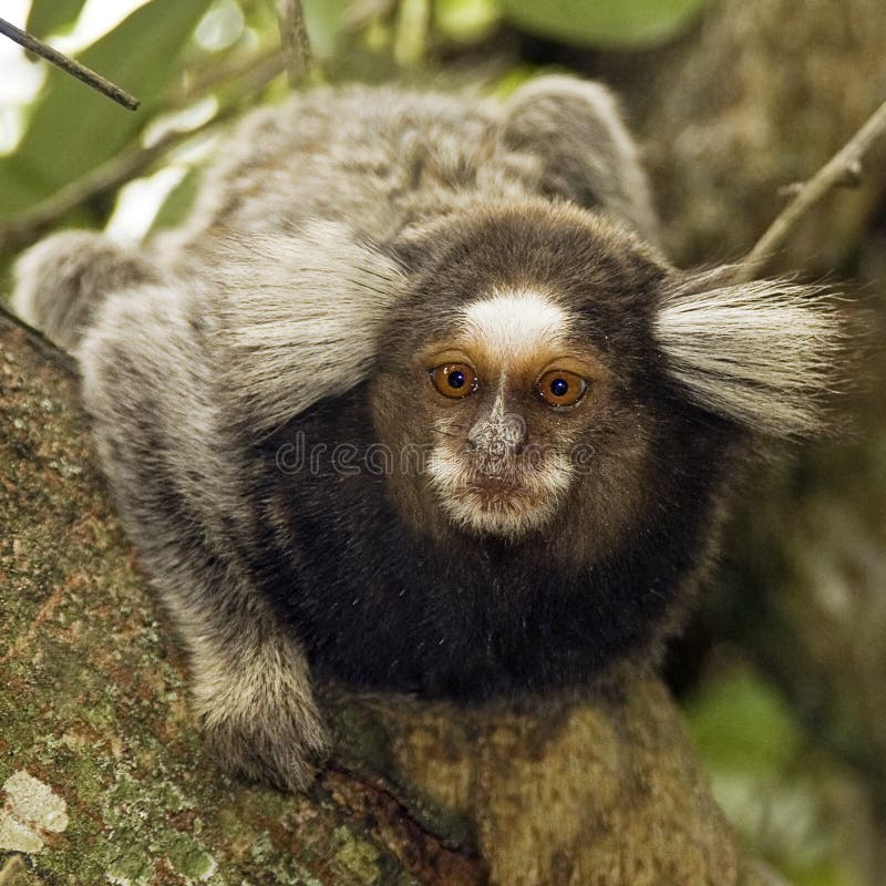 Sagui stock afbeelding. Image of wildernis, zwart, braziliaans - 109114829