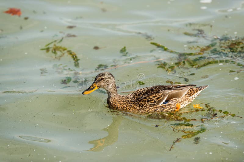 De eend stock afbeelding. Image of bezinning, dier, bruin - 68251795