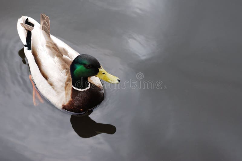 De Eend Die Van De Wilde Eend in Een Meer Zwemt Stock Foto - Image of ...