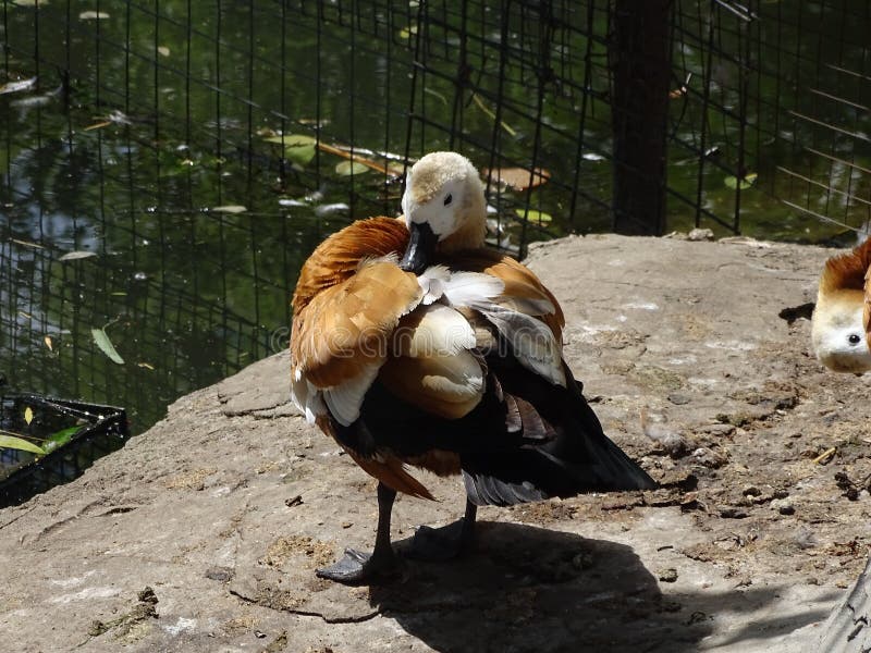 De Rode Eend Maakt Veren Op De Kust Van Een Vijver Met Groen Water ...