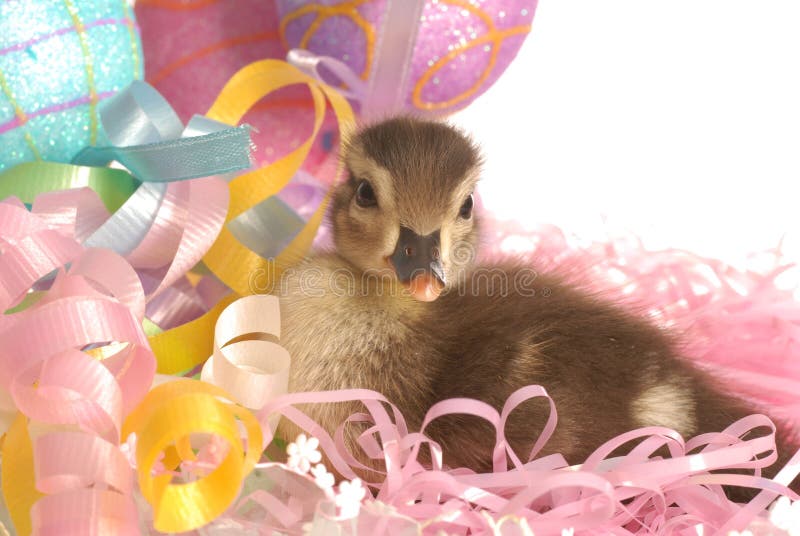 De Eend Van De Baby in Pasen Mand Stock Afbeelding - Image of verward ...