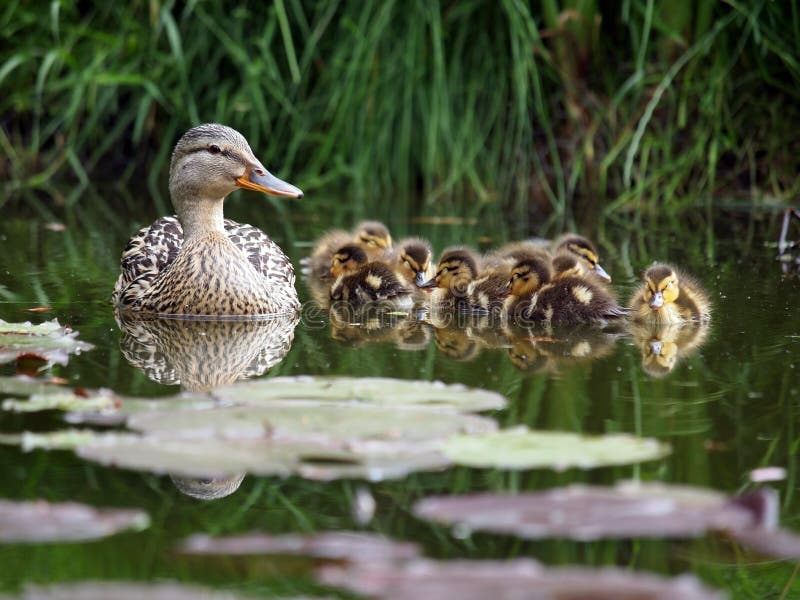 De Eend Van De Moeder Met Haar Eendjes Stock Afbeelding - Image of wild ...