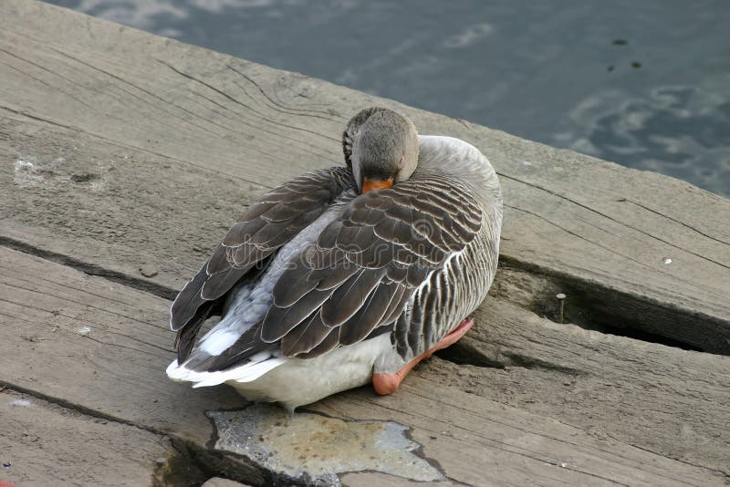 De Eend van de slaap stock foto. Image of vogel, eend, water - 281044