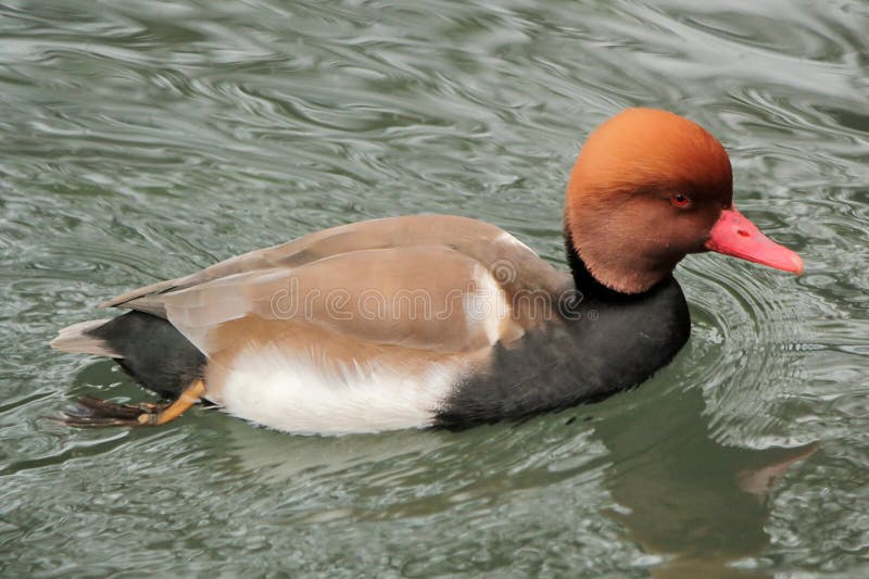 De Eend Van De Tafeleend Op Water Stock Foto - Image of gevederte, eend ...