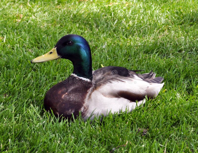 De Eend van de wilde eend stock foto. Image of kleurrijk - 14180814
