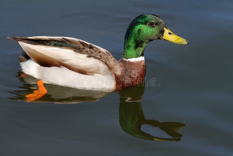 De Eend van de wilde eend stock foto. Image of nagedacht - 23546222