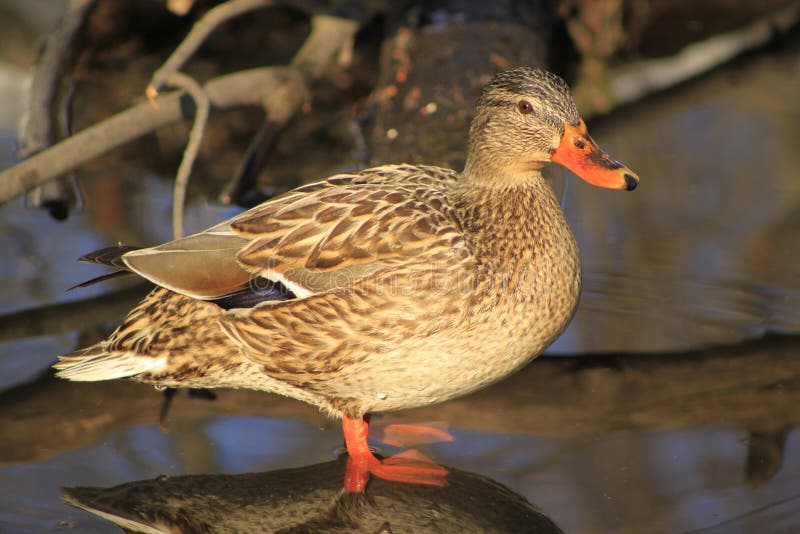 De Eend van de wilde eend stock afbeelding. Image of sluit - 27651355