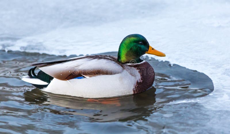 De eend van de wilde eend stock foto. Image of winter - 28109596
