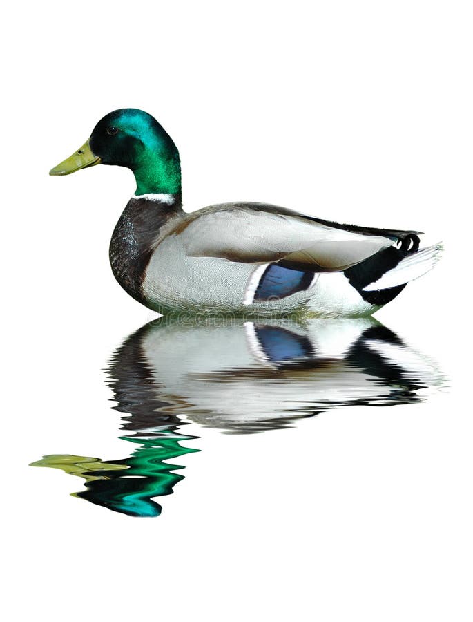 Wilde eend stock afbeelding. Image of groen, veren, eend - 3074557