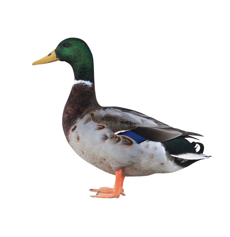 De Eend van de wilde eend stock foto. Image of vogel, eend - 6793304