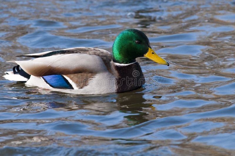 De Eend Van De Wilde Eend Op Water Stock Foto - Image of winter ...