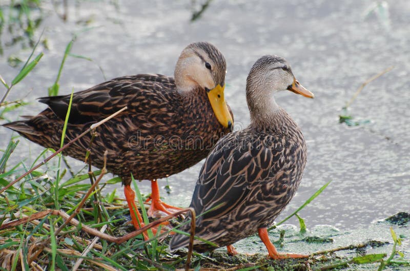 De Eenden Van De Wilde Eend Stock Foto - Image of vleugels, groen: 12978604
