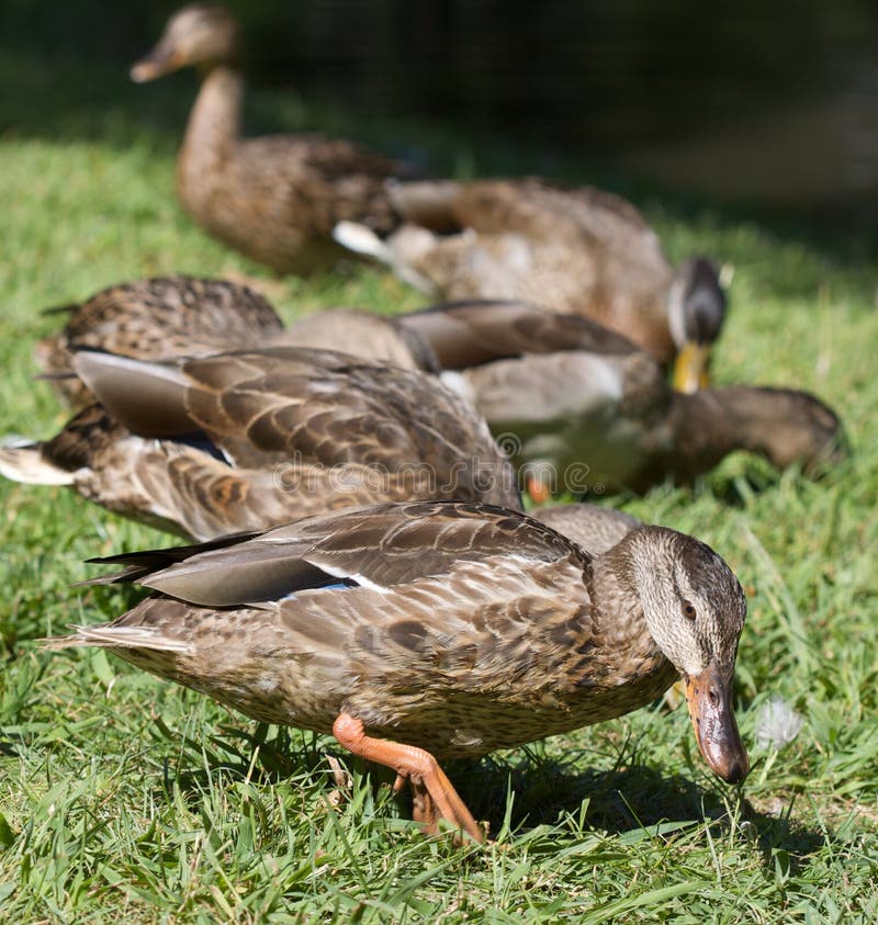 De Eenden Van De Wilde Eend Stock Foto - Image of vogels, groen: 15946322