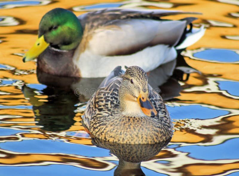 De Eenden Van De Wilde Eend Op Mooie Gekleurde Wateren Stock Foto ...